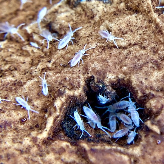 8oz Tropical Pink Springtails Coecobrya Sp. More Invertebrate by ...