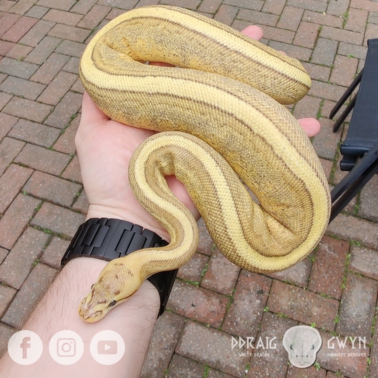 Superstripe Pinstripe Ball Python by Ddraig Gwyn