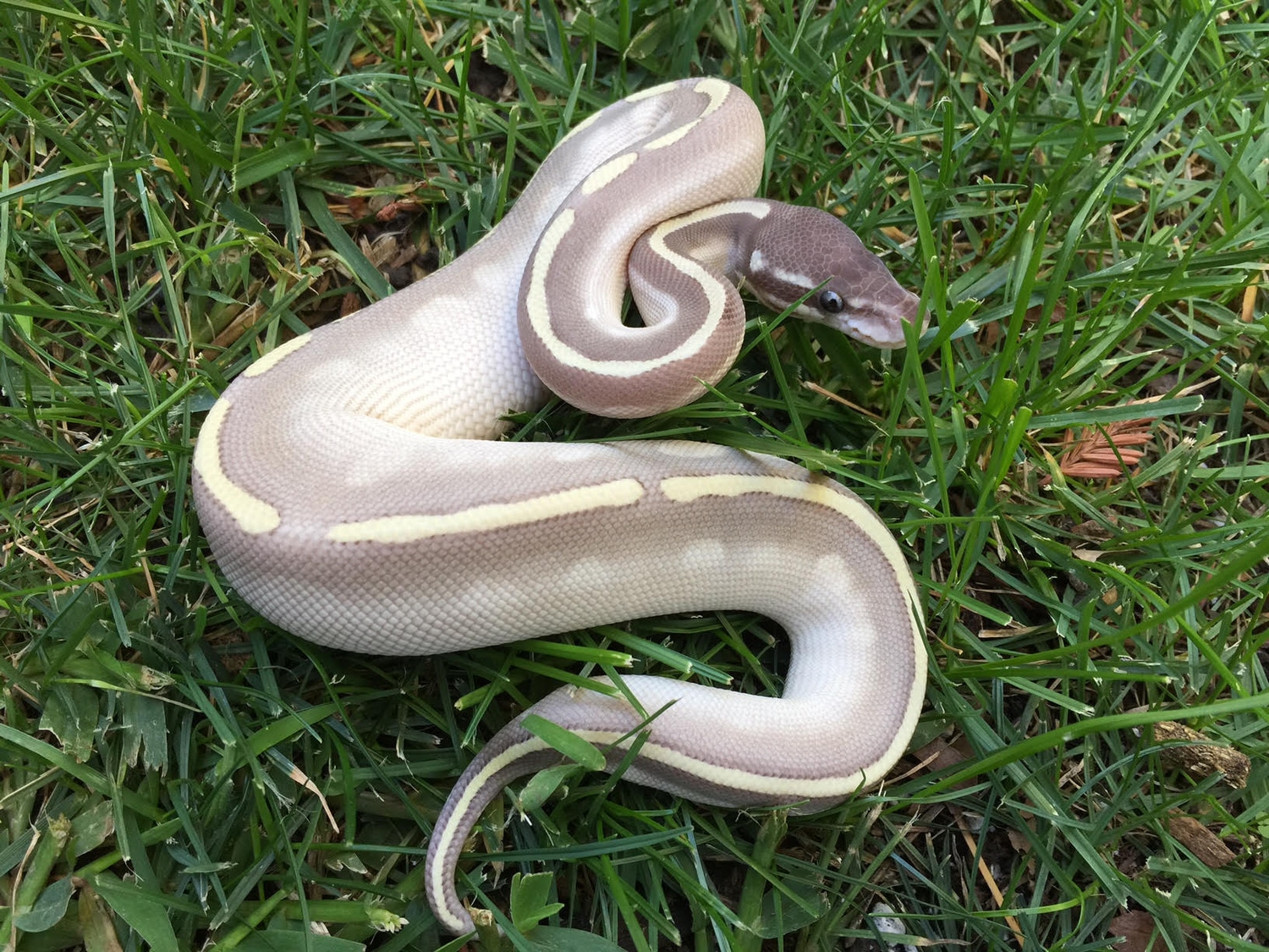 Phantom Potion Ball Python by Gx3 Reptiles - MorphMarket