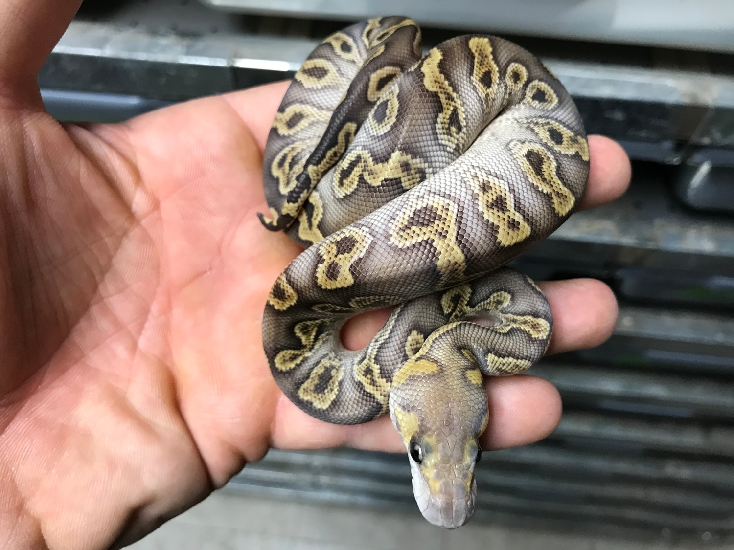 Mojave GHI Clown Ball Python by Gx3 Reptiles - MorphMarket
