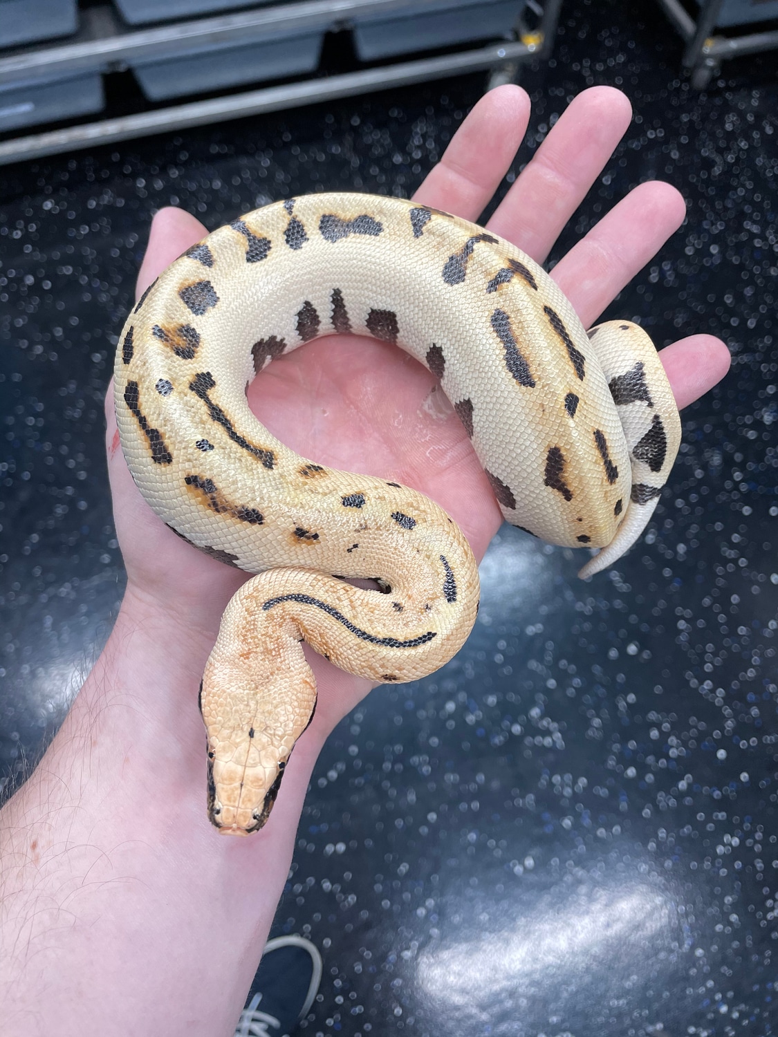 Goldeneye 007 Blood Python by Gx3 Reptiles - MorphMarket