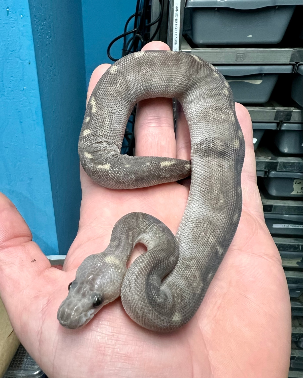 Super GHI Mojave Clown Ball Python by Gx3 Reptiles - MorphMarket