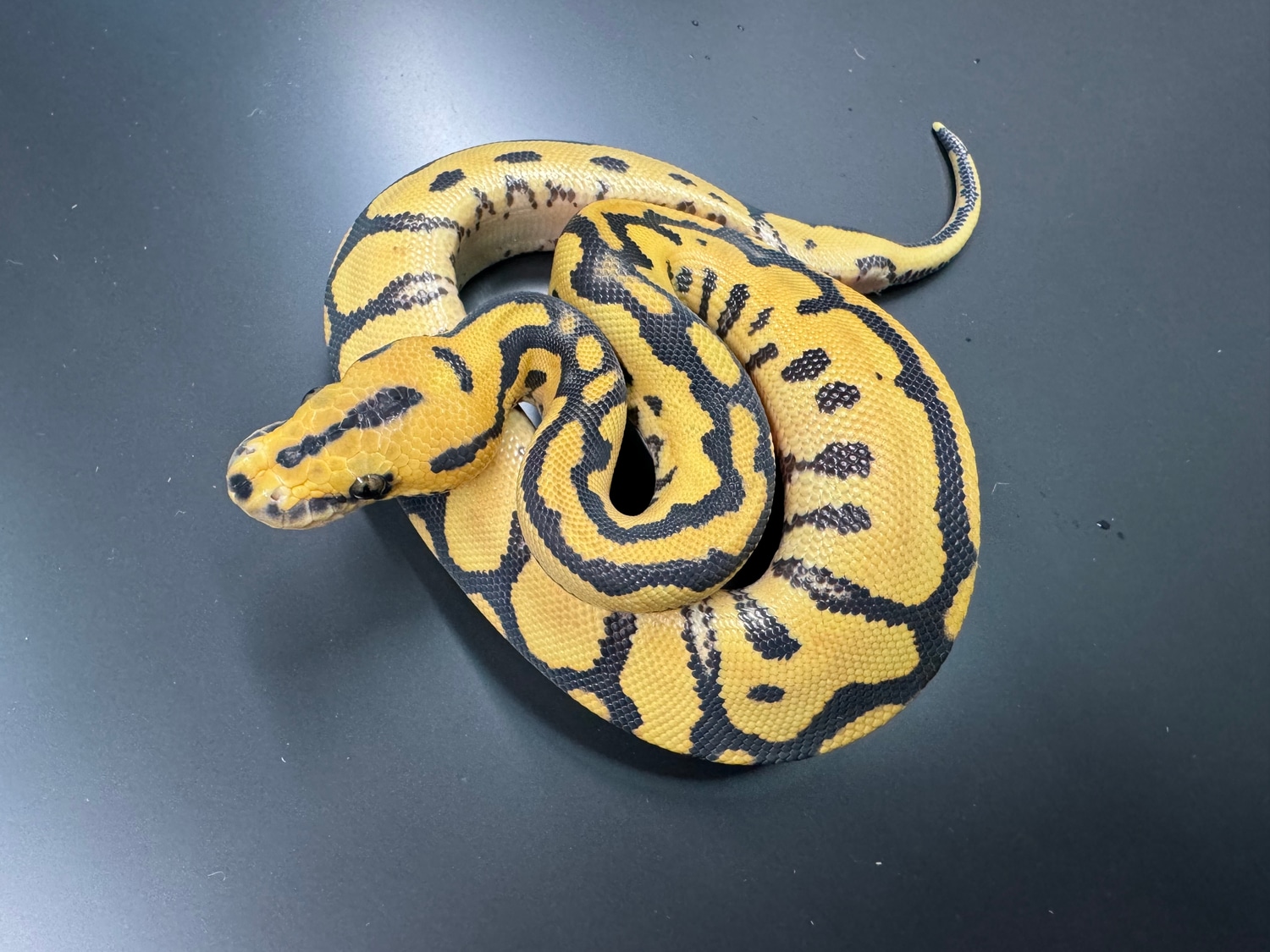 Desert Ghost Clown Ball Python by Gx3 Reptiles - MorphMarket