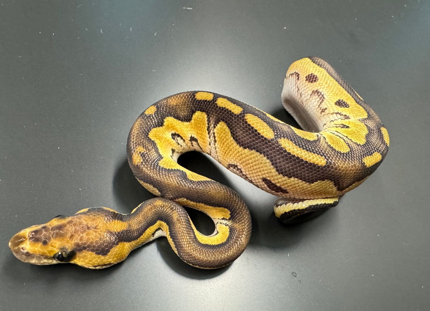Mojave Clown Ball Python by Gx3 Reptiles - MorphMarket