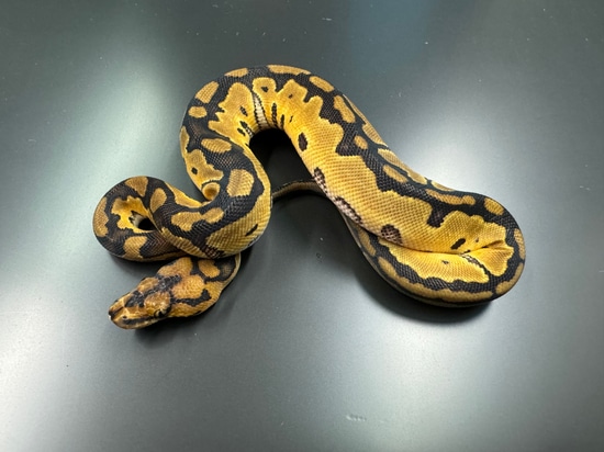 Clown Ball Python by Gx3 Reptiles