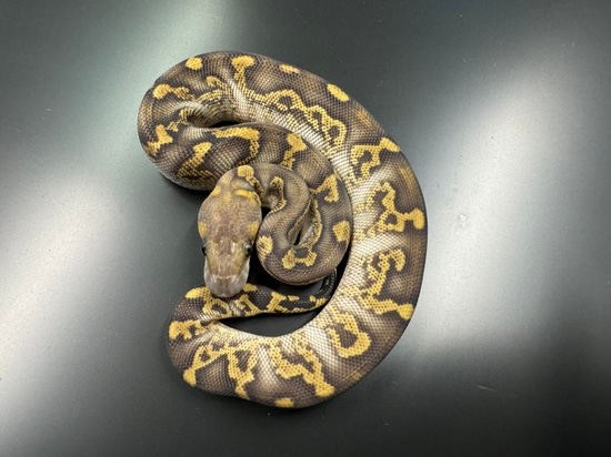 GHI Mojave Clown Ball Python by Gx3 Reptiles