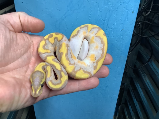 Banana Enchi Pied Ball Python by Gx3 Reptiles