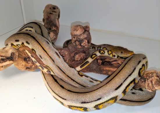 Jaguar Het Albino Pos Tiger Reticulated Python by GypsyDragons