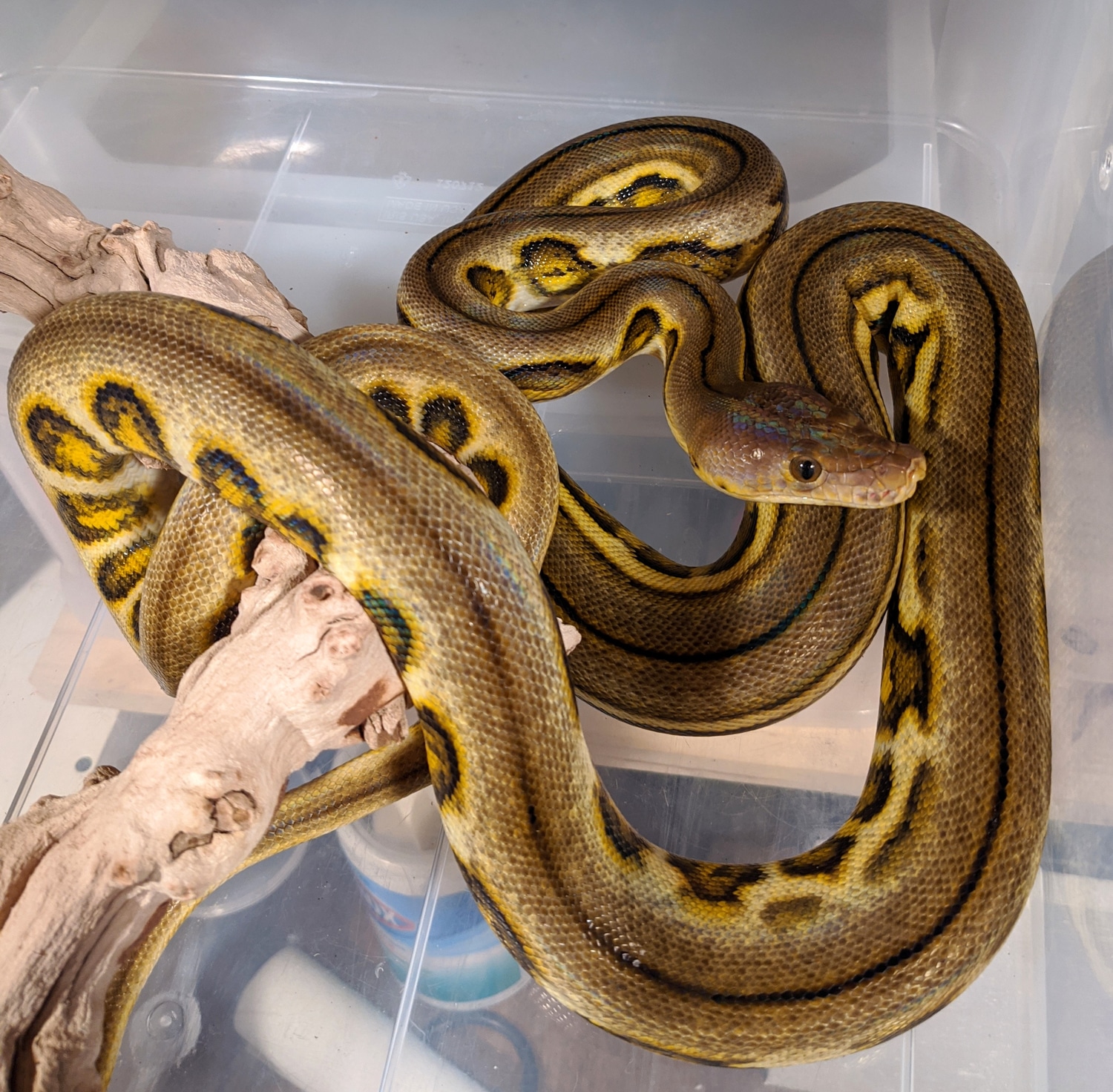 Jaguar Tiger Pos Sunfire Reticulated Python by GypsyDragons - MorphMarket