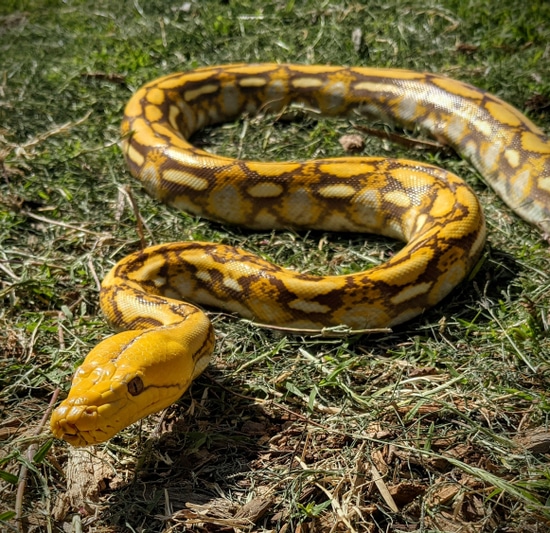Mochino Tiger Reticulated Python by GypsyDragons