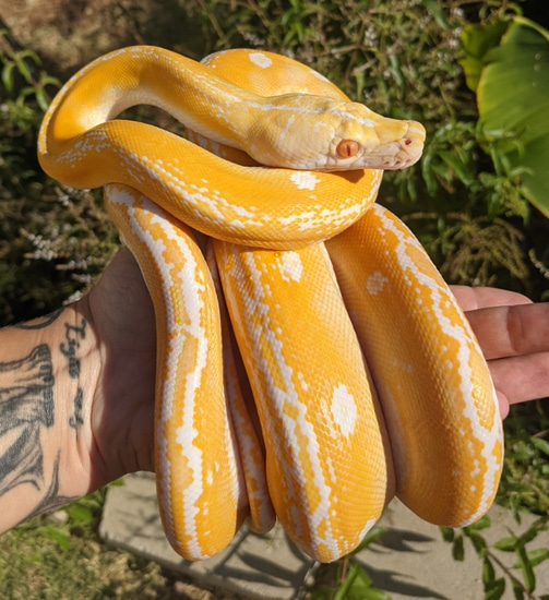 Goldenchild Amel Reticulated Python by DragonLine Boas