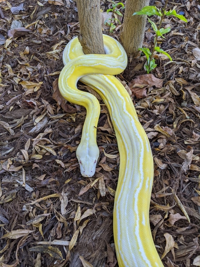Dwarf Amel Motley Sunfire Reticulated Python by DragonLine Boas