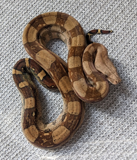FALL SALE Fire Boa Constrictor by DragonLine Boas