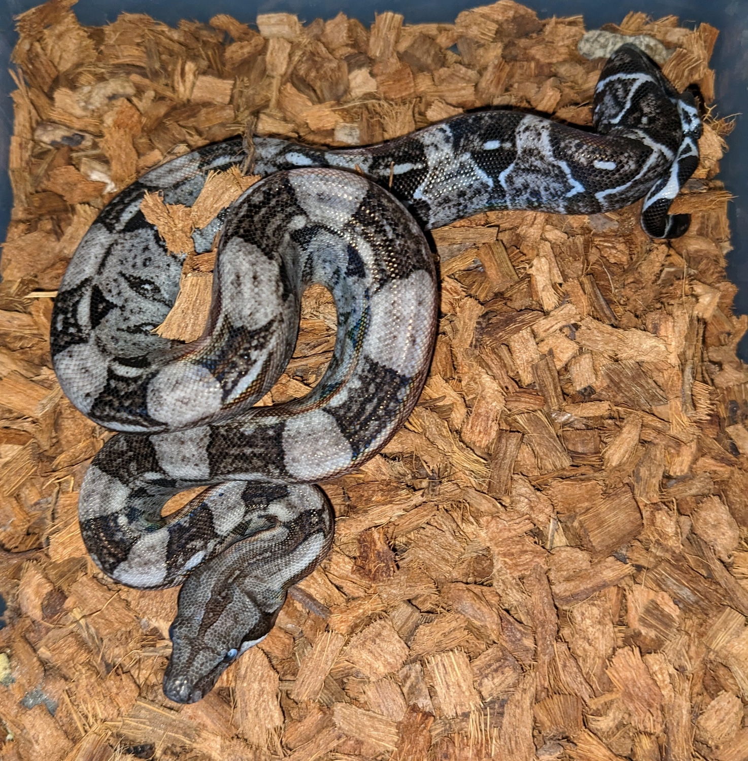 BEA 66% Het Blizzard Boa Constrictor by GypsyDragons - MorphMarket