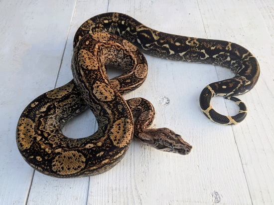 Arabesque Het Blizzard Boa Constrictor by DragonLine Boas