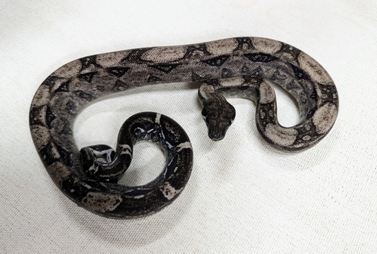 BEA Pos Het Blizzard Boa Constrictor by DragonLine Boas