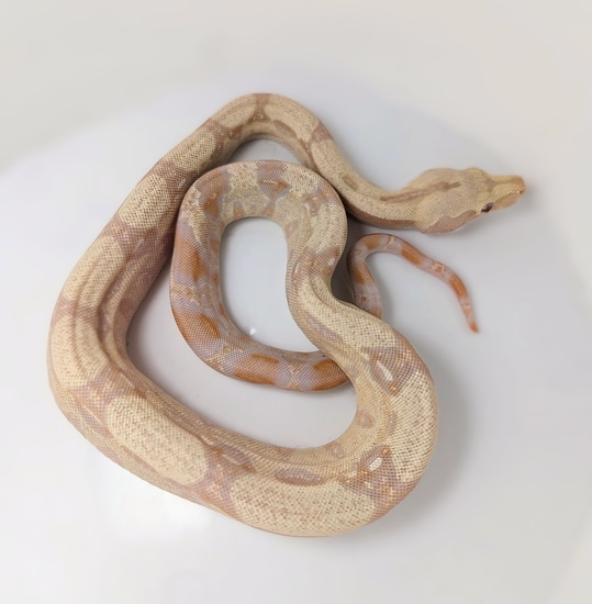 Albino Jungle Het Snow Leopard Boa Constrictor by DragonLine Boas