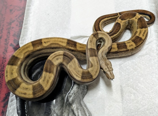 Fire Motley - German Import Boa Constrictor by DragonLine Boas