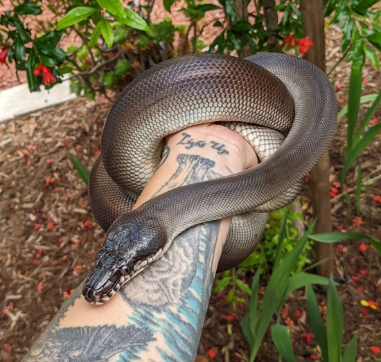 LTC Adult Female Southern White-Lipped Python by DragonLine Boas