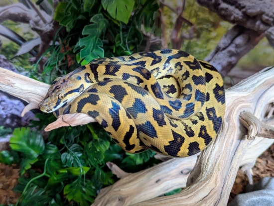 SD Bateater Reticulated Python by DragonLine Boas