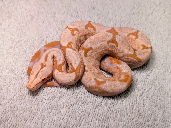 Pos Super Sunglow 66% Het Leopard Boa Constrictor by DragonLine Boas