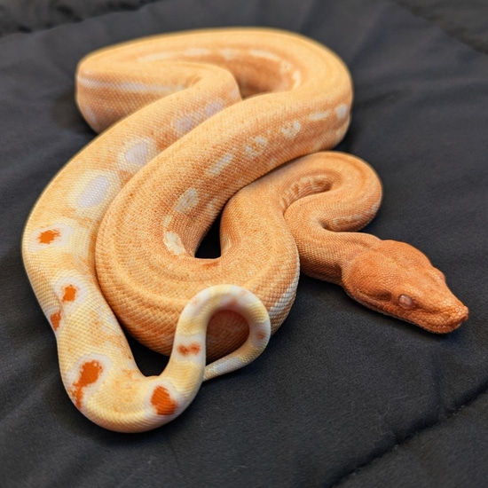 Purple Sharp Scoria Boa Constrictor by DragonLine Boas