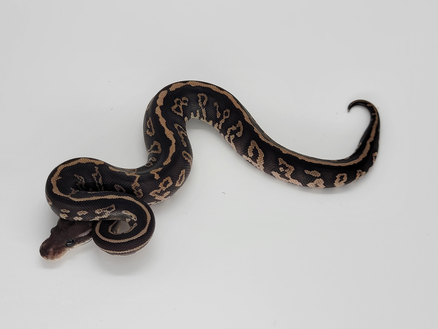Acid Cinnamon Mystic Ball Python by H&H ColdBloods - MorphMarket