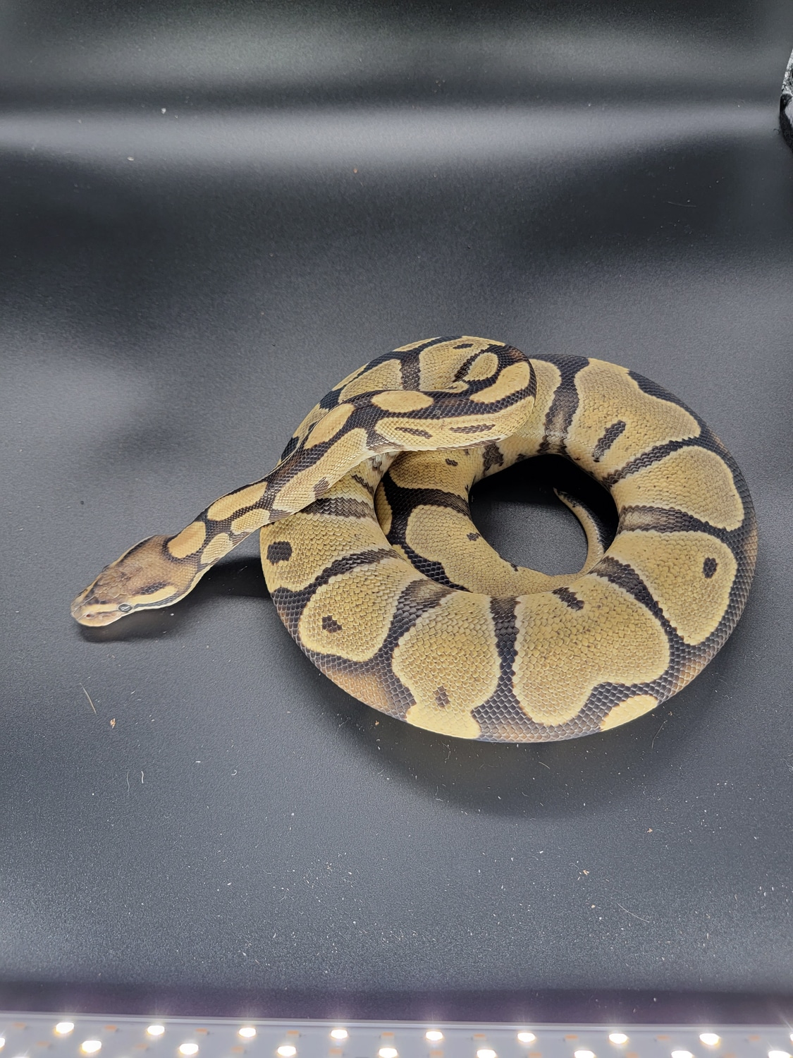 Desert Ghost Ball Python by H&H ColdBloods - MorphMarket