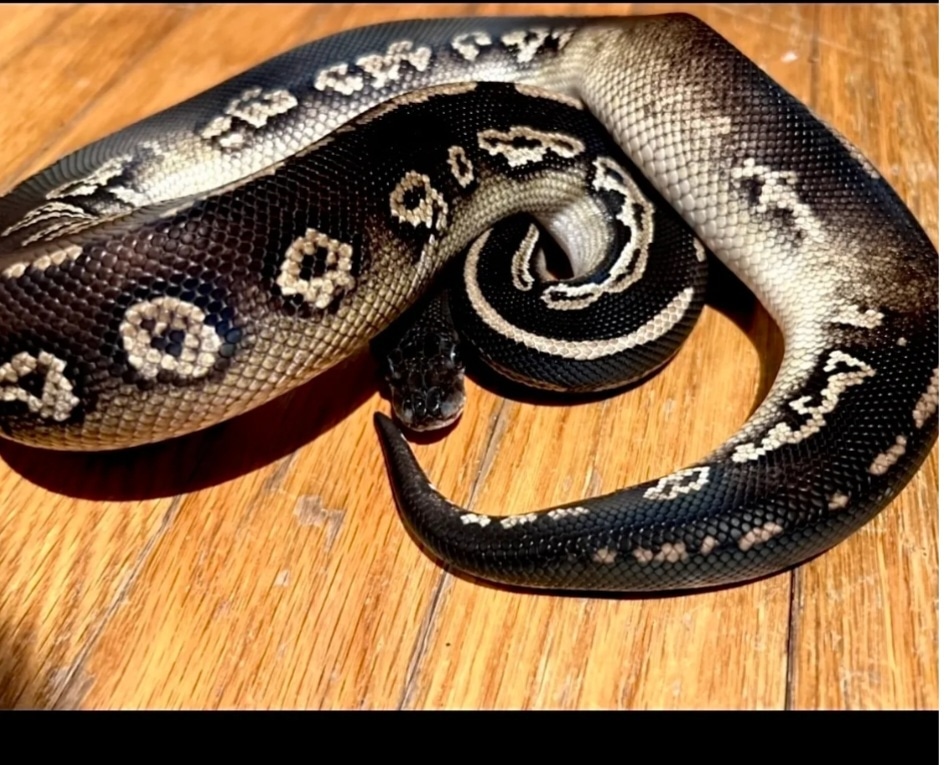 Super Black Head Black Pastel Ball Python by H&H ColdBloods - MorphMarket