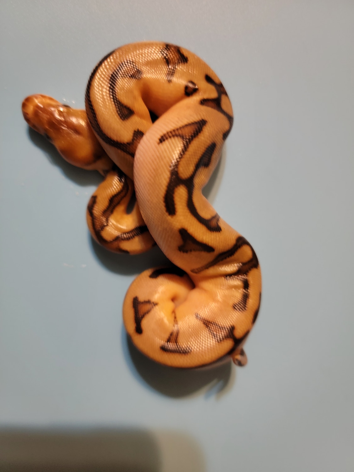 Genetic Stripe Clown Possible Leopard Possible Blade Ball Python by H&H ...
