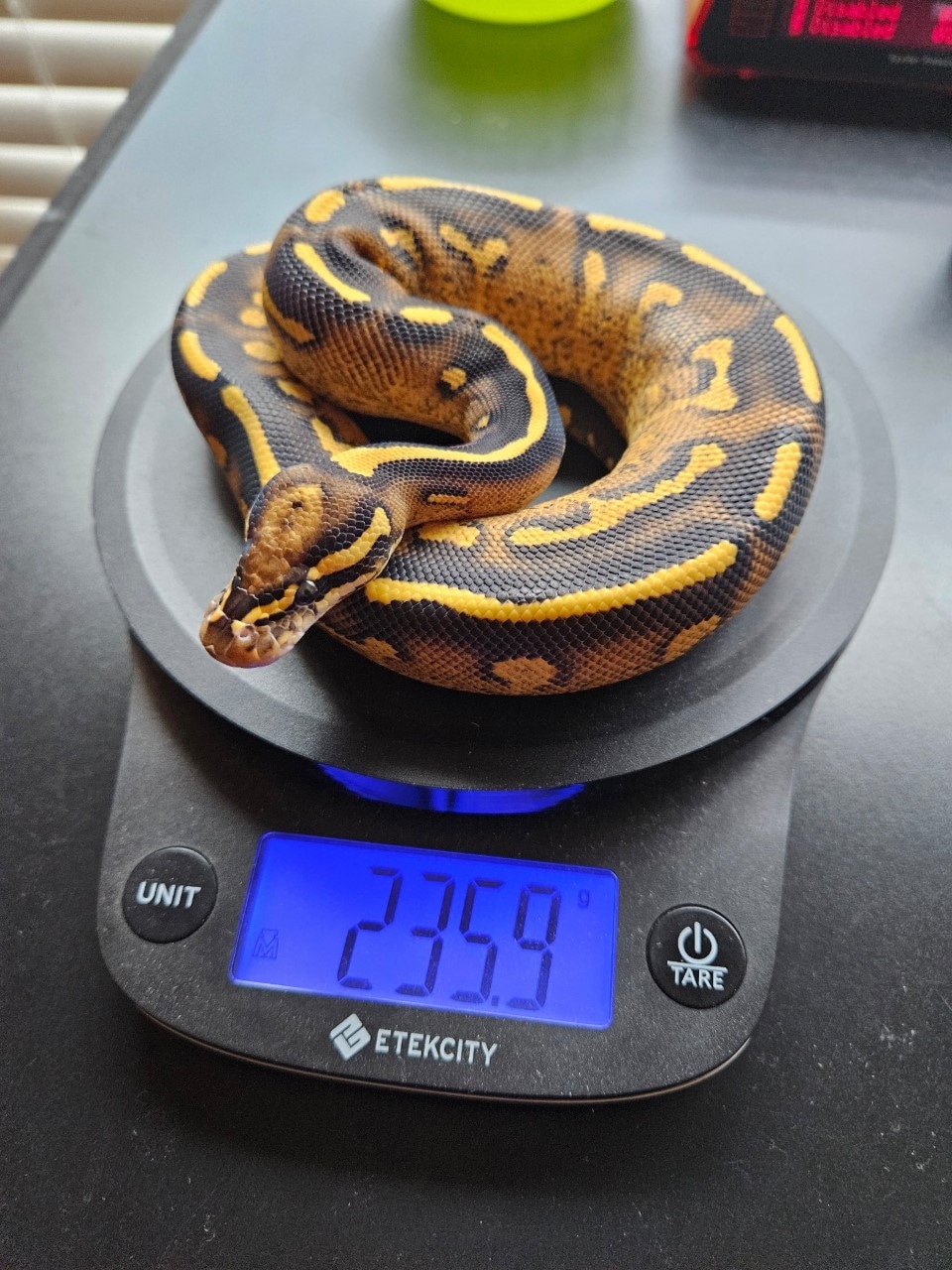 22 - Super Gravel Ball Python by Foundation-Exotics - MorphMarket