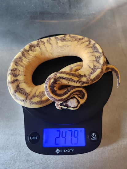 Pastel Enchi Super Gravel Ball Python by Foundation-Exotics