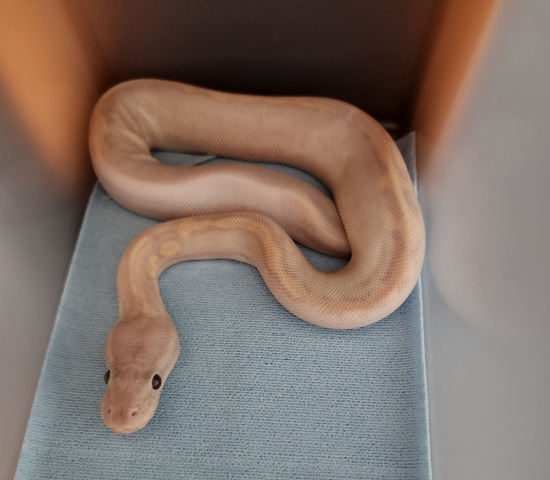 Banana Cinnamon Pied Ball Python by Foundation-Exotics
