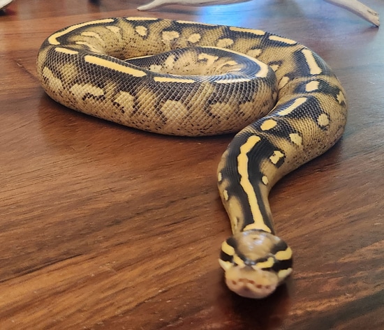 22 - Super Gravel Ball Python by Foundation-Exotics