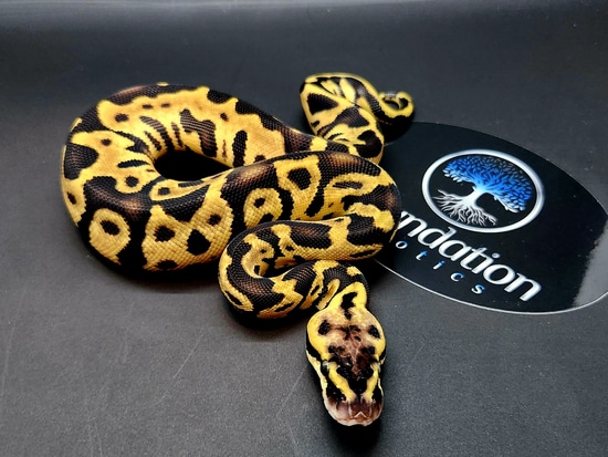 Enchi Leopard Pastel Yellow Belly Ball Python by Foundation-Exotics