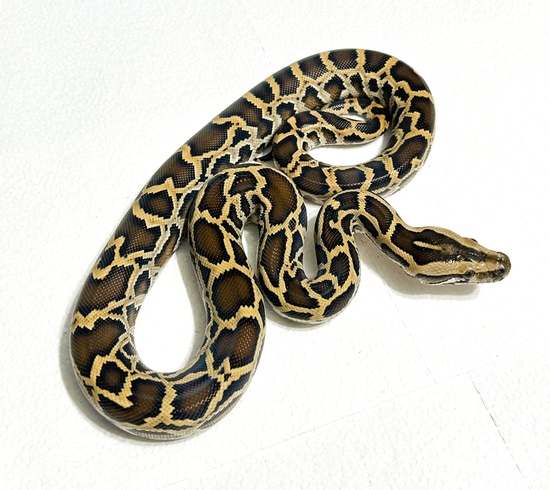 Classic Burmese Python by Hagerstown Scales & Tails