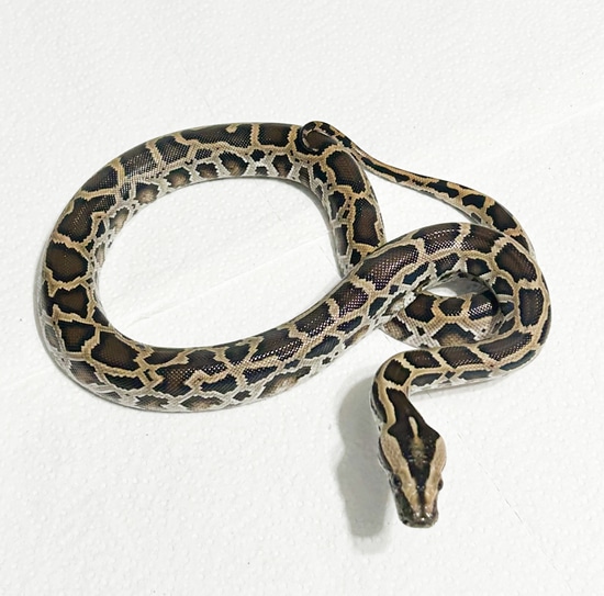 Classic Burmese Python by Hagerstown Scales & Tails