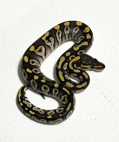 Chocolate Mojave Het Clown Ball Python by Hagerstown Scales & Tails