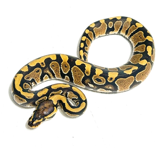 Het Clown Ball Python by Hagerstown Scales & Tails