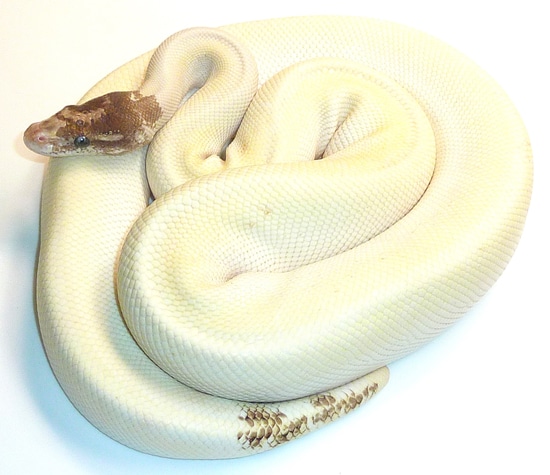 Blue Eyed Lucy ( Paradox Super Mojave!!!) Ball Python by Hagerstown ...