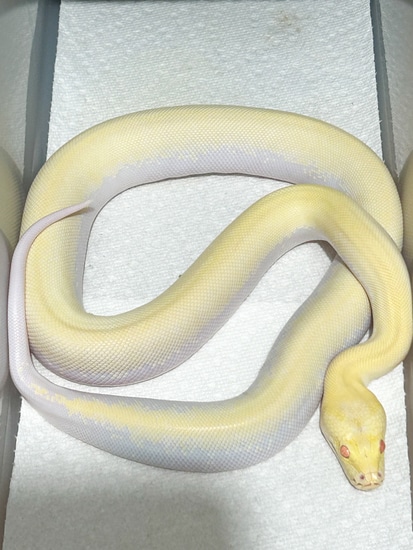 Blizzard Burmese Python by Hagerstown Scales & Tails