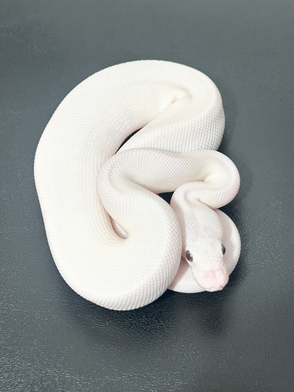Hypo Blue Eyed Lucy Ball Python by Hagerstown Scales & Tails