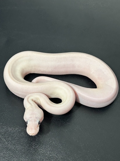 Blue Eyed Lucy Ball Python by Hagerstown Scales & Tails