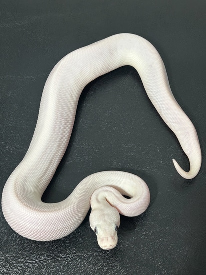 Blue Eyed Lucy Ball Python by Hagerstown Scales & Tails