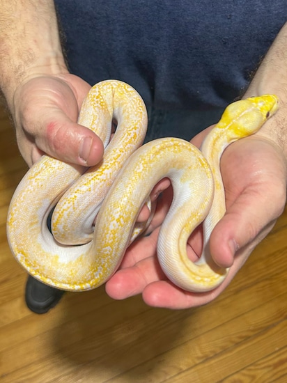 Lavender Albino Pied Retic Reticulated Python by Hagerstown Scales & Tails