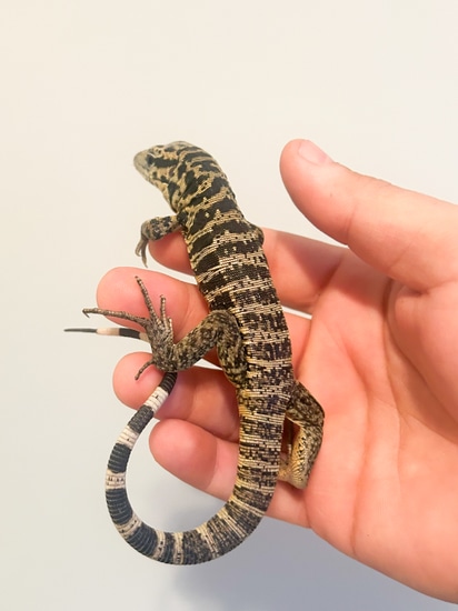 Gold Tegu Columbian Tegus by Hagerstown Scales & Tails