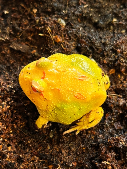 Pikachu Pac-Man Frog Pacman Frog by Hagerstown Scales & Tails