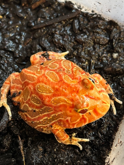 Strawberry Pac-Man Frog Pacman Frog by Hagerstown Scales & Tails