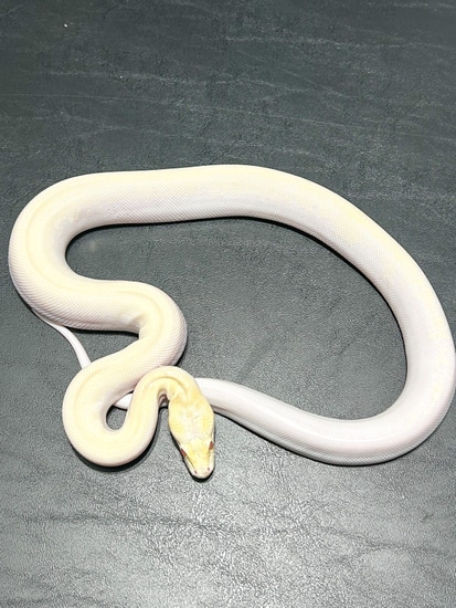 Blizzard Burmese Python by Hagerstown Scales & Tails