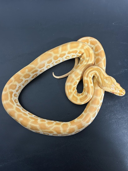 Pearl Het Caramel Burmese Python by Hagerstown Scales & Tails